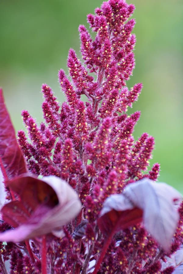 Summer flowering amaranth stock image. Image of purple - 192902825