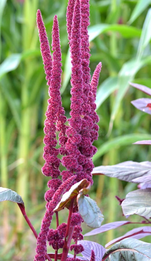 Summer flowering amaranth stock photo. Image of blooming - 207981746