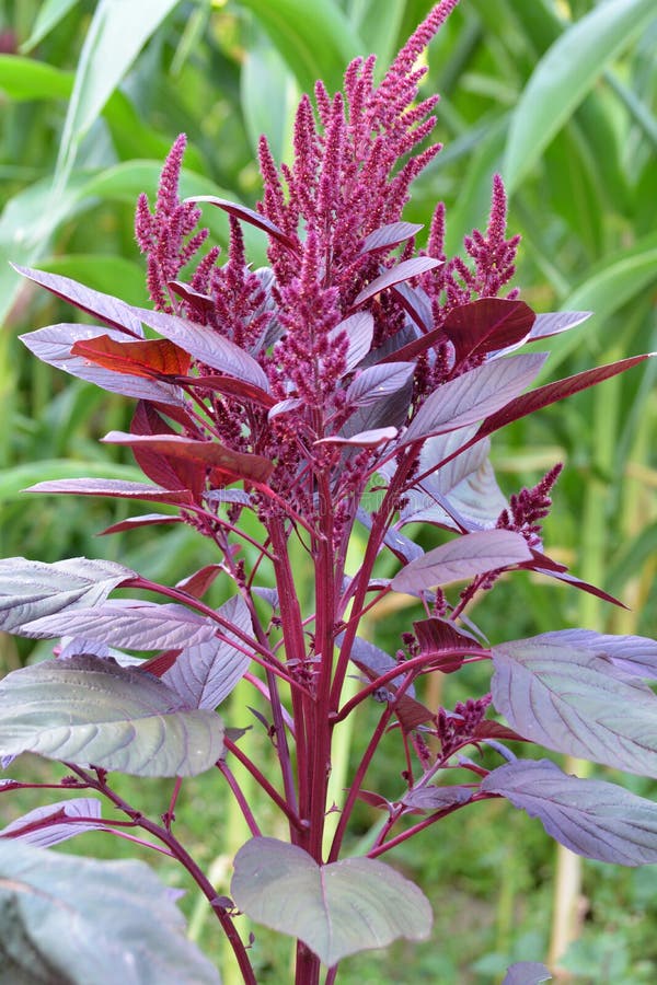 Summer flowering amaranth stock photo. Image of ornamental - 207981748