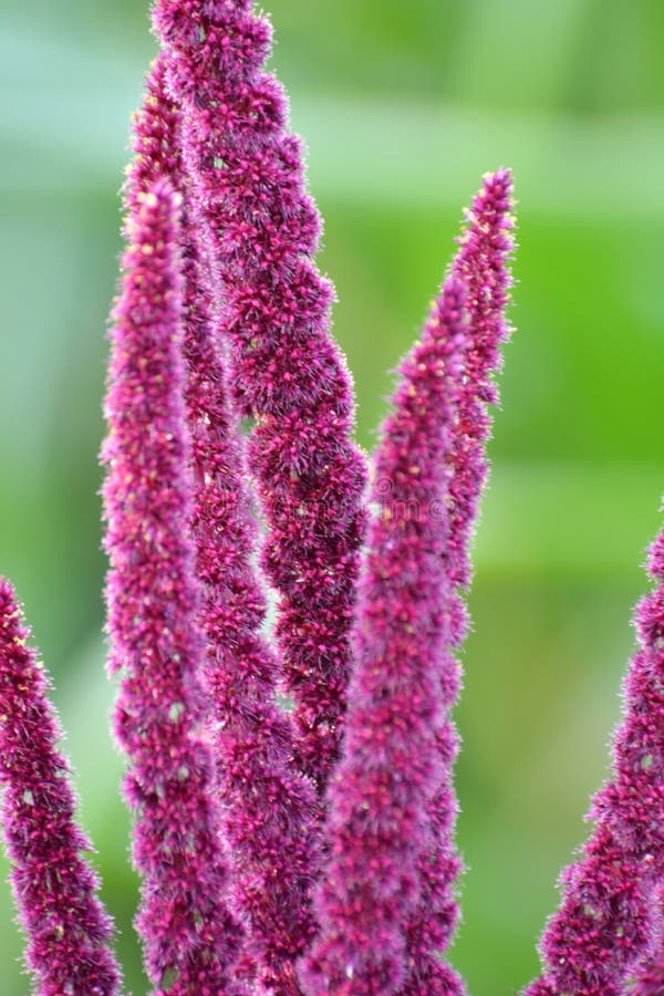 Summer flowering amaranth stock photo. Image of plant - 207981754