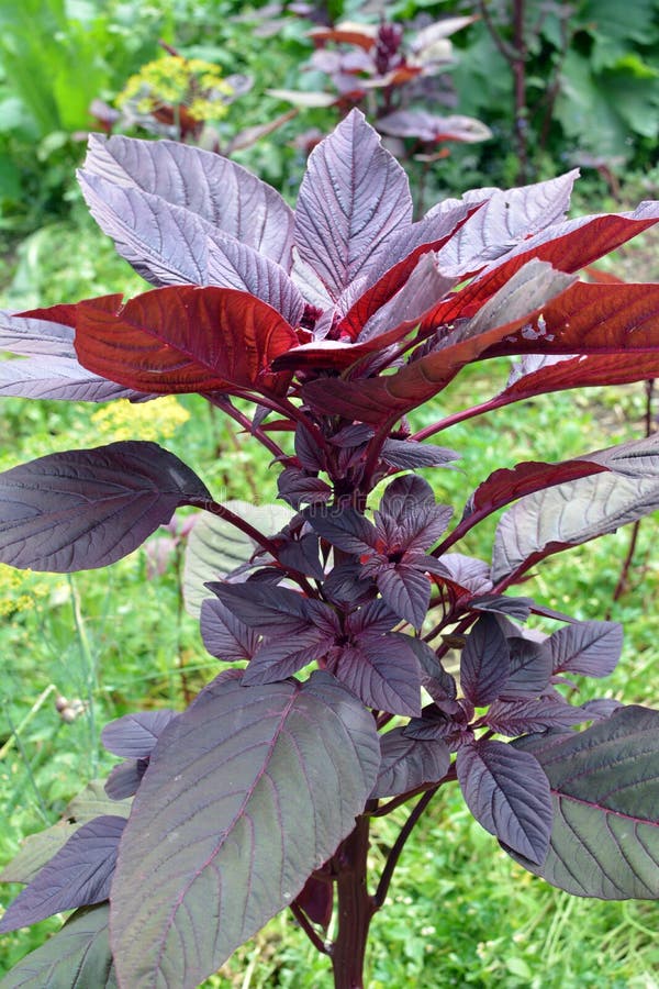 Summer flowering amaranth stock image. Image of foxtail - 231710341