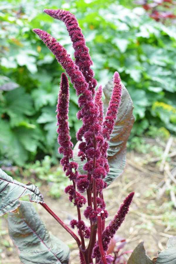 Summer flowering amaranth stock image. Image of grains - 231710345