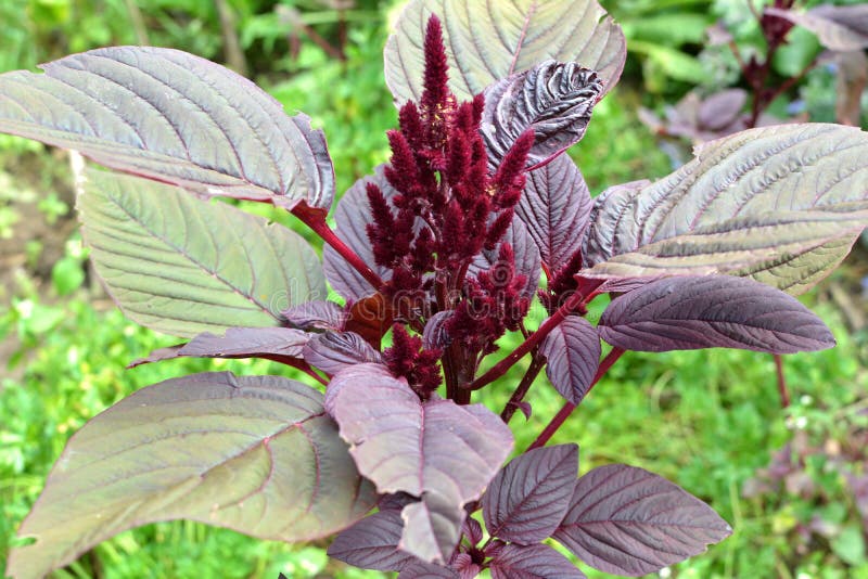 Summer flowering amaranth stock image. Image of caudatus - 231710351