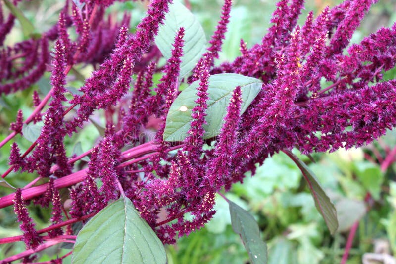 Summer flowering amaranth stock image. Image of blooming - 292580253