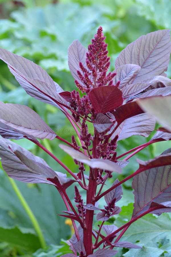 Summer flowering amaranth stock photo. Image of blossoming - 243335292
