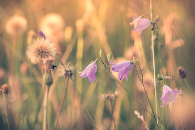 Summer Flowering Meadow Dreamy Feeling Stock Image - Image of macro ...