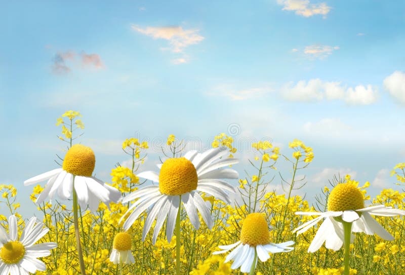 Summer flowers stock photo. Image of camomile, lawn, dandelion - 22914834
