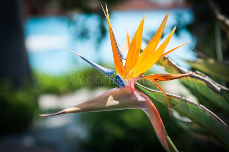 Summer Flowers, Andalusia, Spain Stock Photo - Image of flower, bloom ...