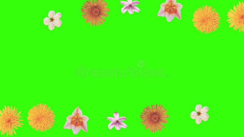 Summer Flowers Animation Elements, Chroma Key Stock Video - Video of ...