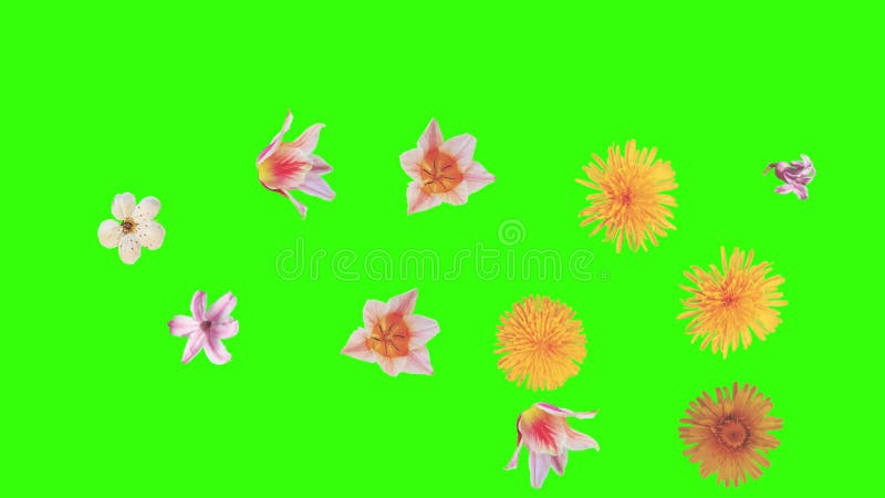 Summer Flowers Animation Elements, Chroma Key Stock Video - Video of ...