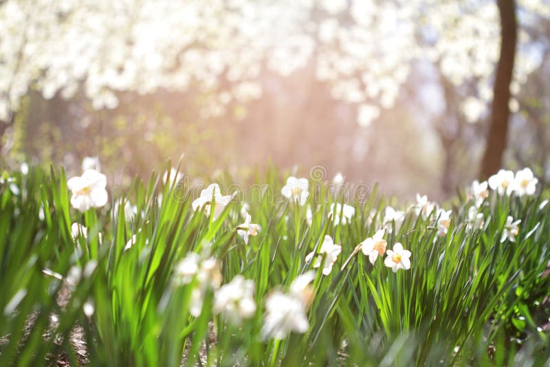 Summer Time Flowers stock photo. Image of clouds, storm - 5727934