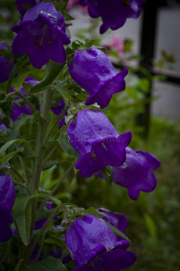 Summer Flowers Blue Bell in the Garden Stock Photo - Image of beauty ...
