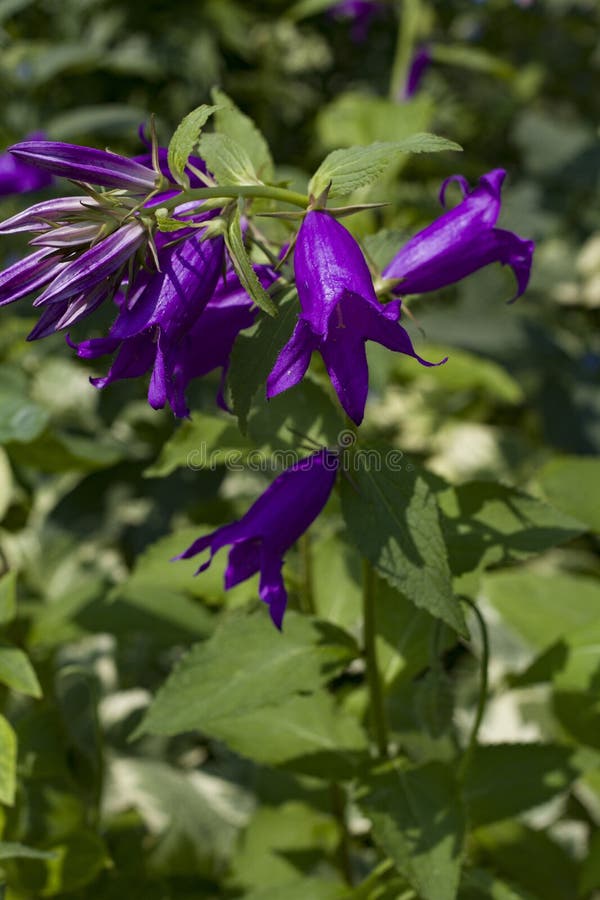 Summer Flowers Blue Bell on a Very Blurred Background Stock Photo ...
