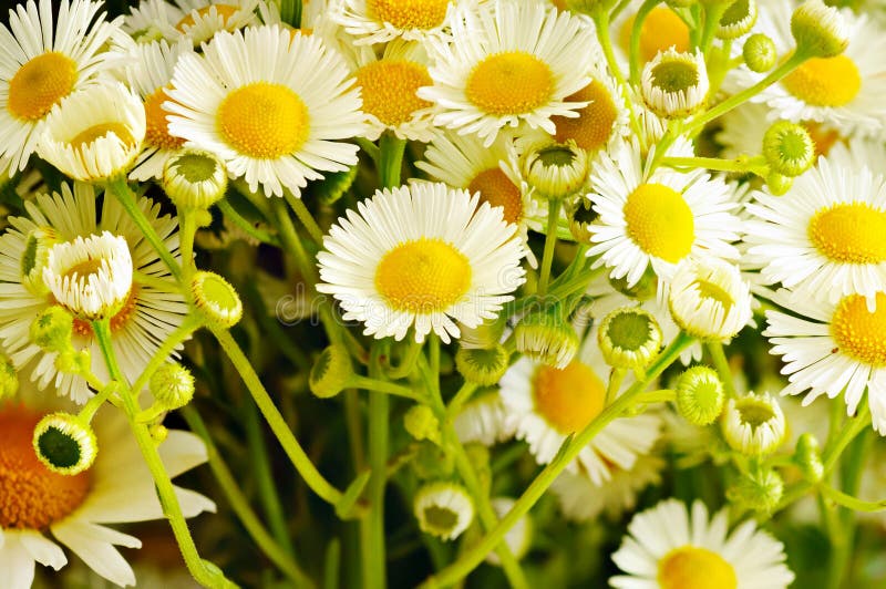 Summer flowers stock image. Image of beautiful, copy - 39357255