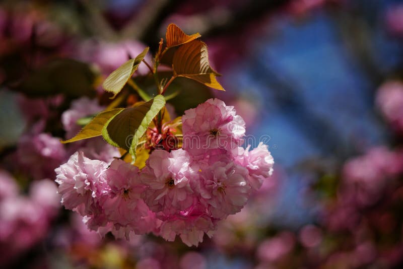 Summer Flowers in Bucharest Stock Photo - Image of spring, produce ...