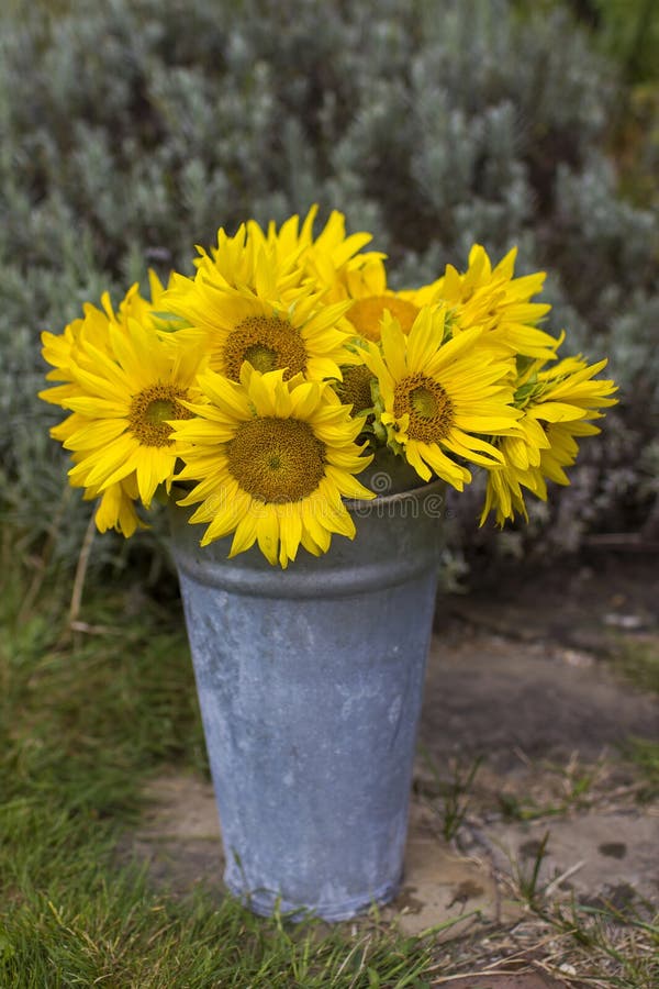 Summer flowers in a bucket stock image. Image of orange - 331960753