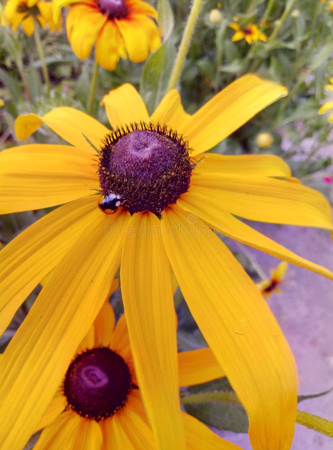 Summer Flowers Bug Yellow Beauty Stock Image - Image of yellow, flowers ...