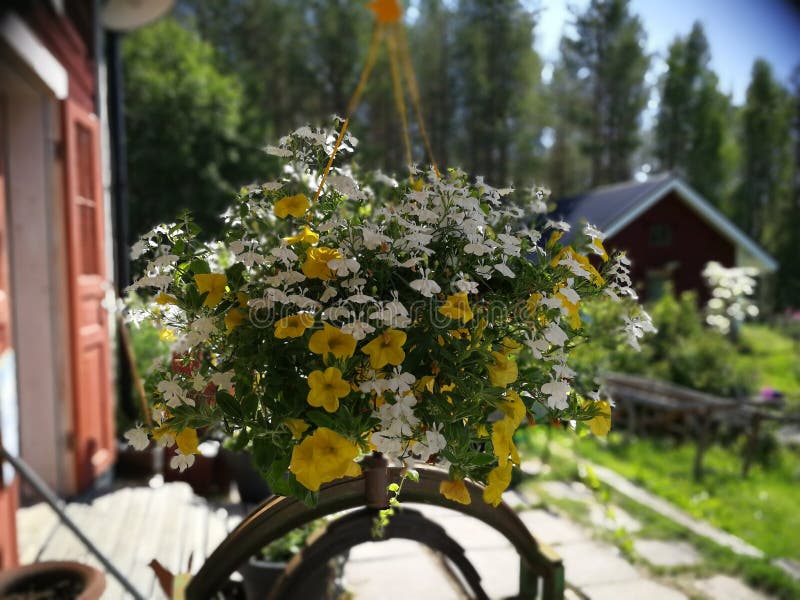 Summer flowers design stock photo. Image of botany, summer - 131554494