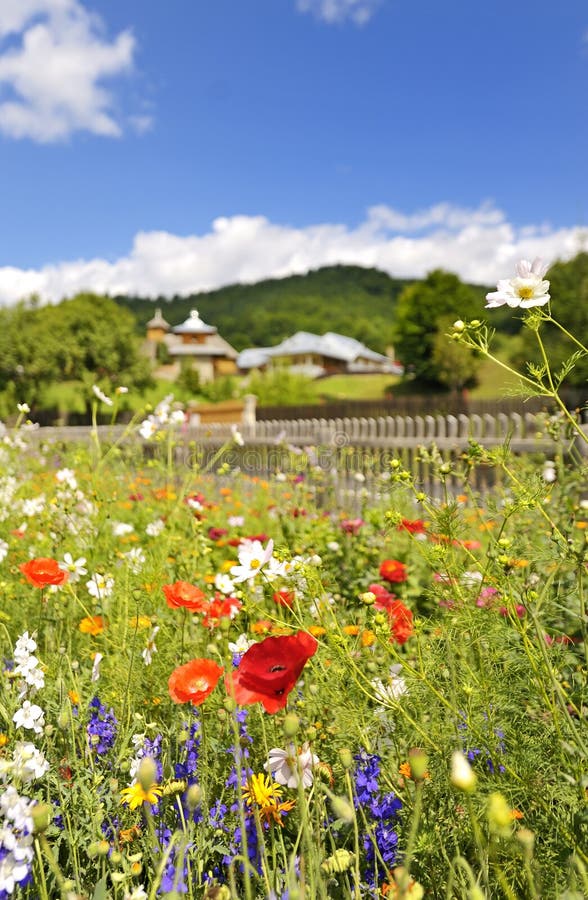 Summer Flowers On Field Picture. Image: 19138807