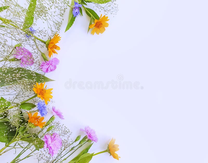 Summer Flowers Frame Decorative White Background Stock Photo - Image of ...