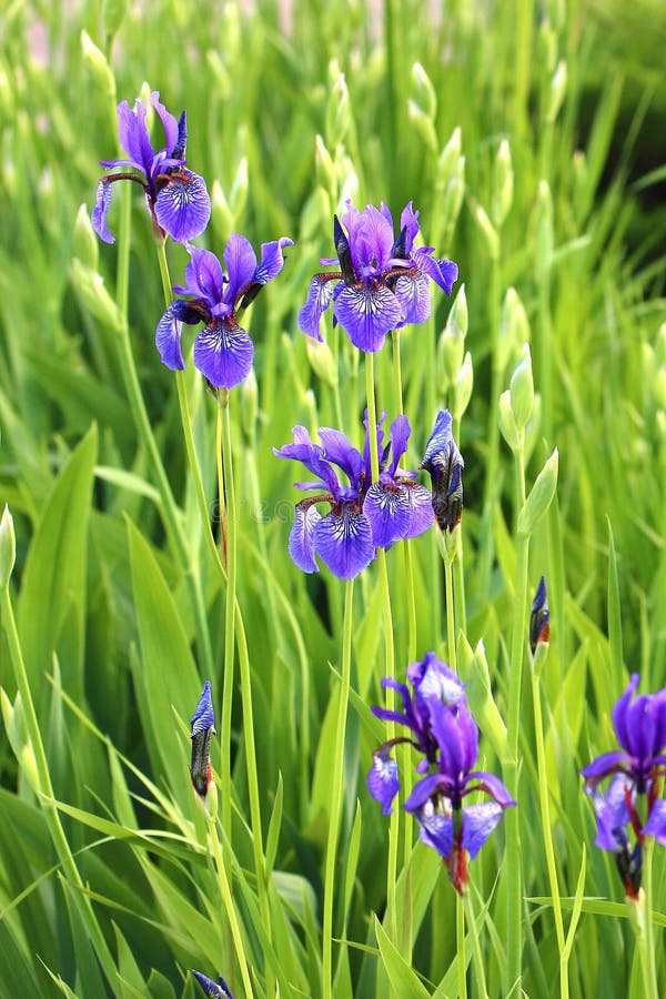Summer flowers - iris stock photo. Image of flower, lilac - 55486720