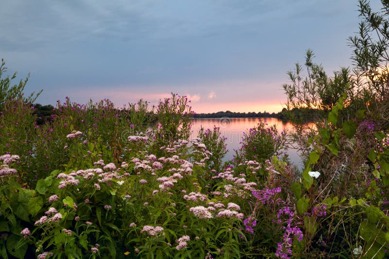 Summer Flowers by Lake at Sunset Stock Photo - Image of orange ...