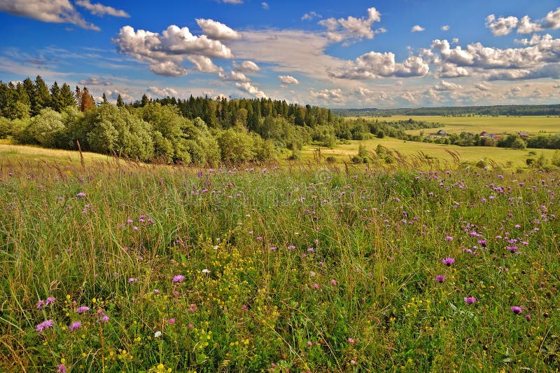Summer flowers stock image. Image of meadow, beautiful - 39870905