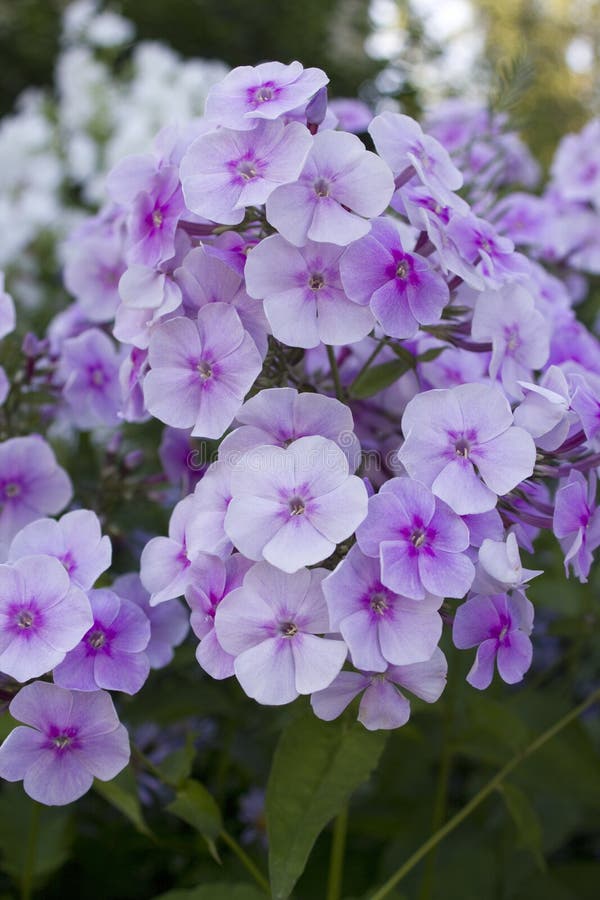 Purple Phlox blossom stock image. Image of vivid, flora - 98878007