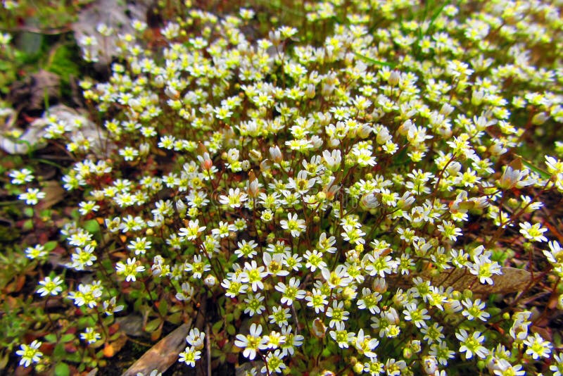 Summer stock photo. Image of summer, fresh, flowers, yellow - 39979174