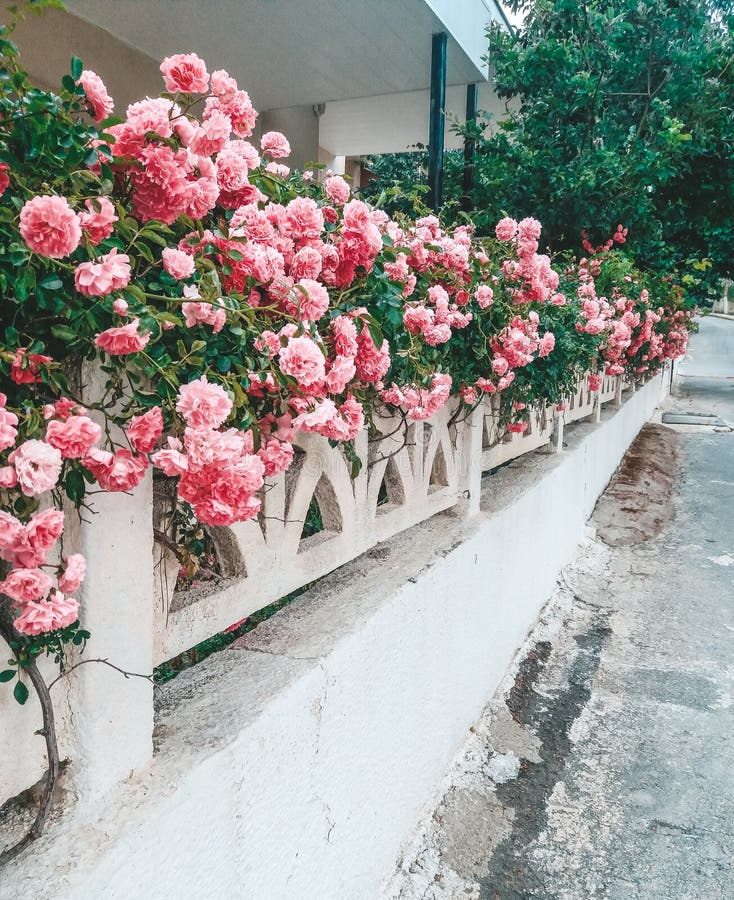 Summer flowers stock photo. Image of summer, beaty, flowers - 150102242