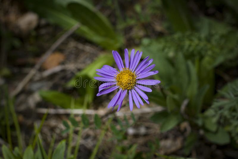 Summer Flowers. Small Bright Daisy Flowers Close Up Stock Photo - Image ...