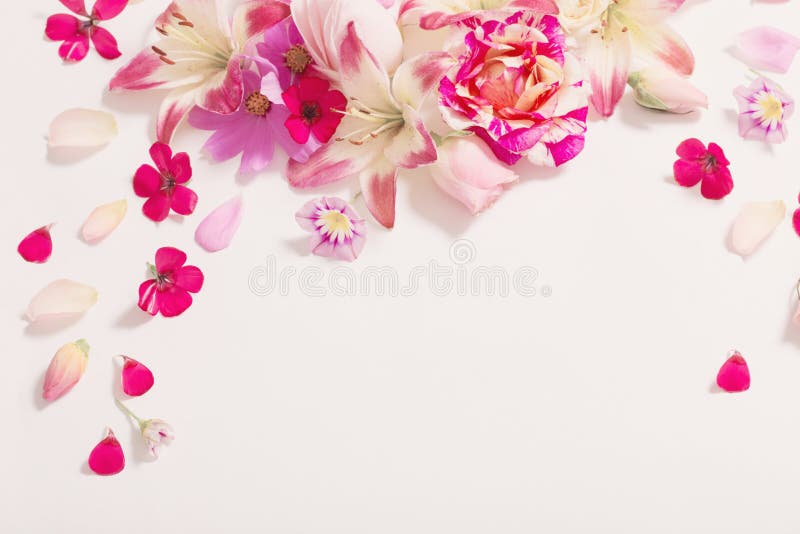 Summer Flowers on White Background Stock Image - Image of fresh, flat ...