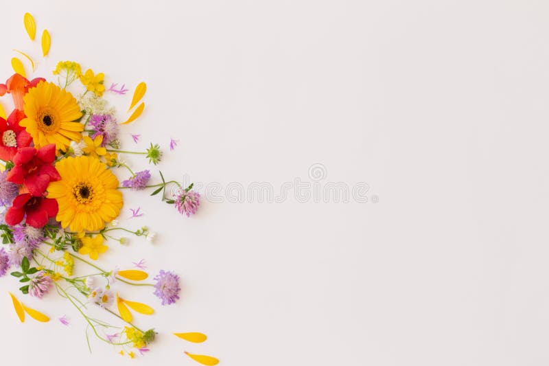Summer Flowers on White Background Stock Photo - Image of natural ...