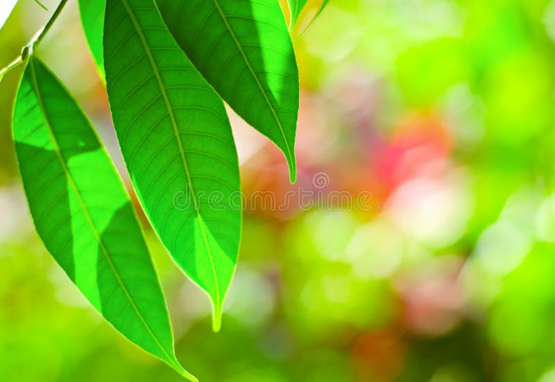 Summer foliage stock image. Image of copy, branch, conservation - 16353675