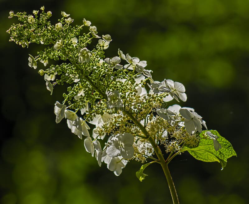Back Lit Summer Foliage stock image. Image of back, botany - 187265591