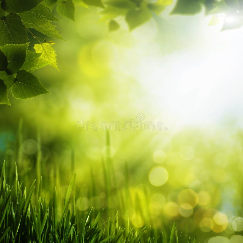 Summer foliage. stock image. Image of frame, fresh, freshness - 36876901