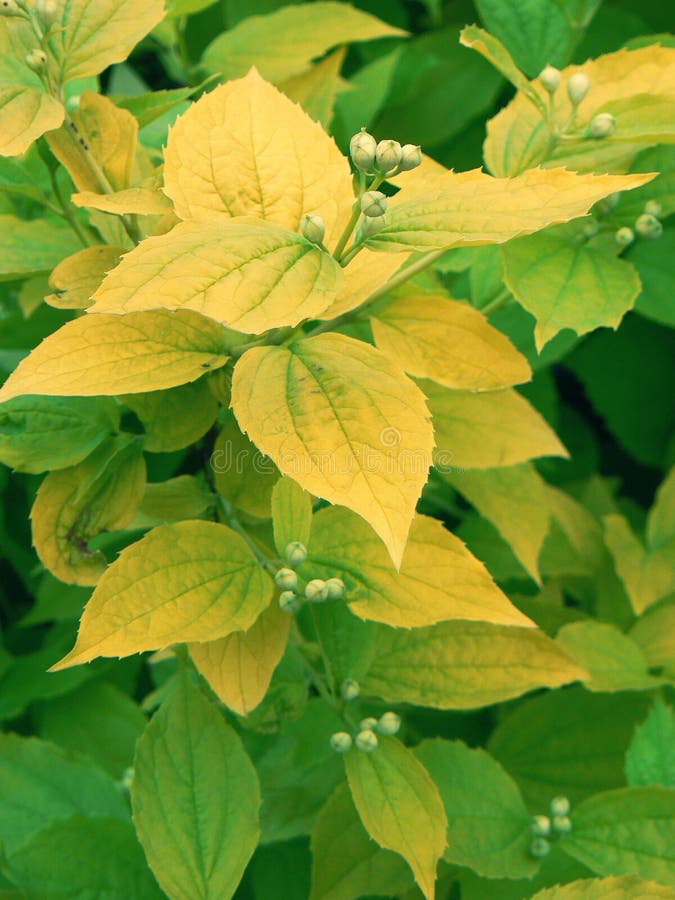 Summer foliage stock photo. Image of summer, foliage, bush - 4549712