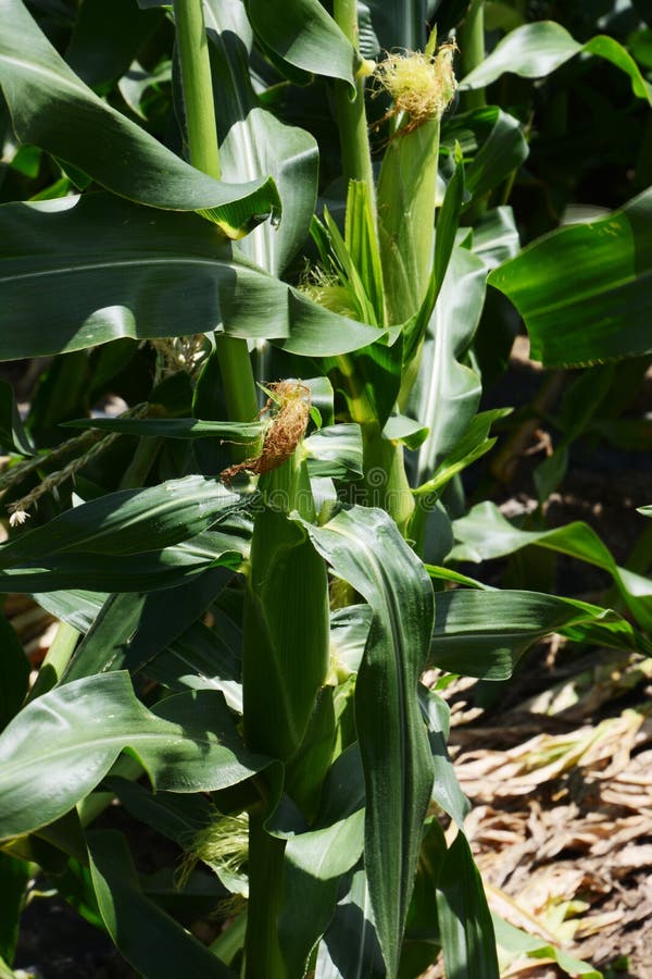 Corn cultivation stock photo. Image of fresh, nature - 119993386
