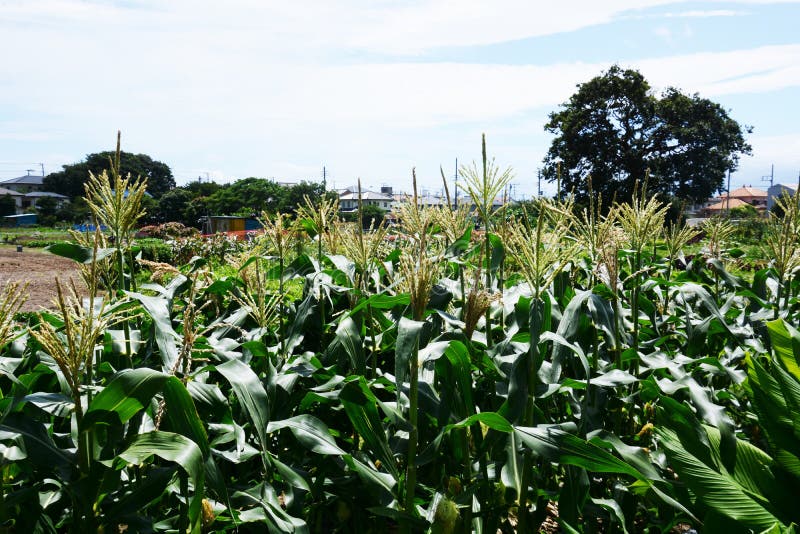 The corn cultivation stock image. Image of agricultural - 185968413
