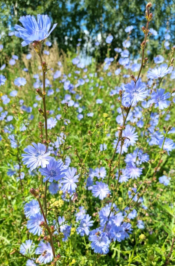 Summer Forbs. Blooming Chicory in the Field Stock Photo - Image of ...
