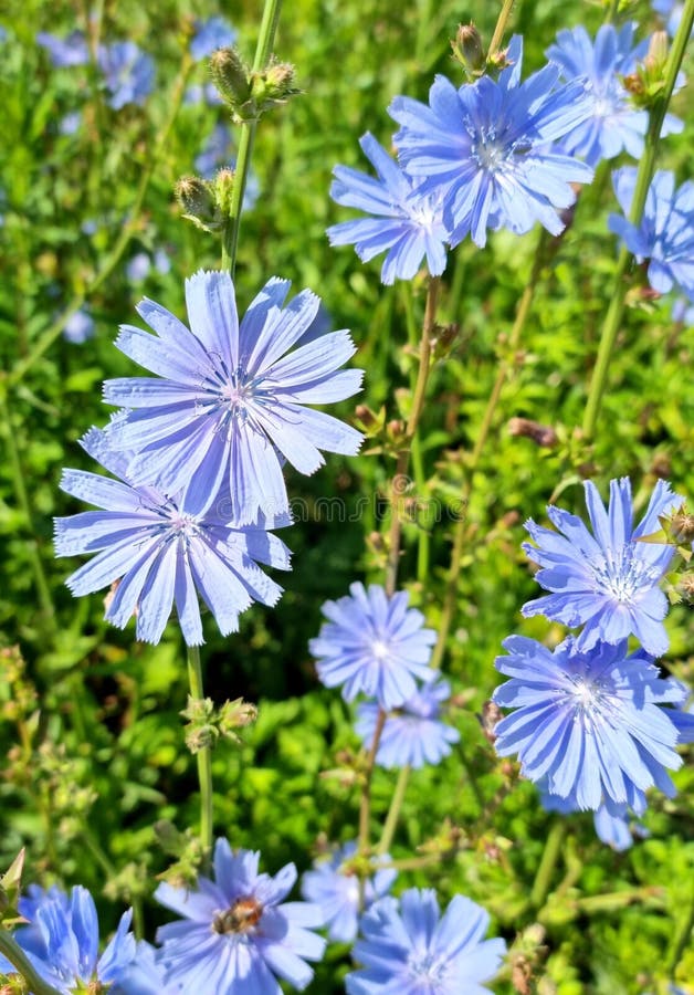 Summer Forbs. Blooming Chicory in the Field Stock Photo - Image of wild ...