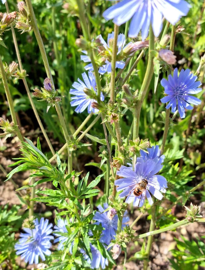 Summer Forbs. Blooming Chicory in the Field Stock Image - Image of ...