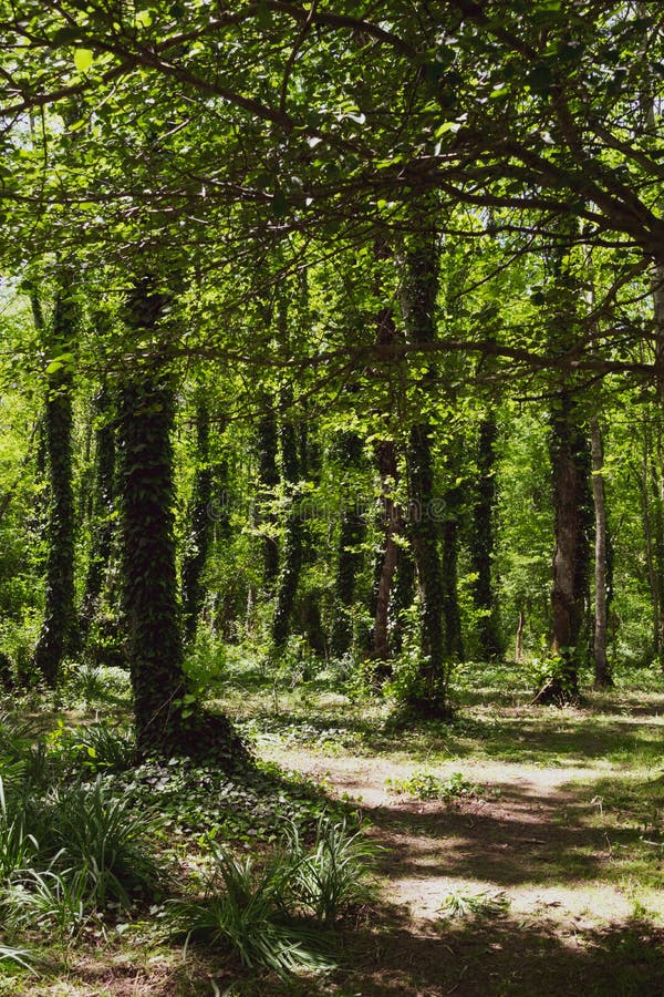 Trees Entwined with Ivy in a Green Summer Forest. Stock Image - Image ...