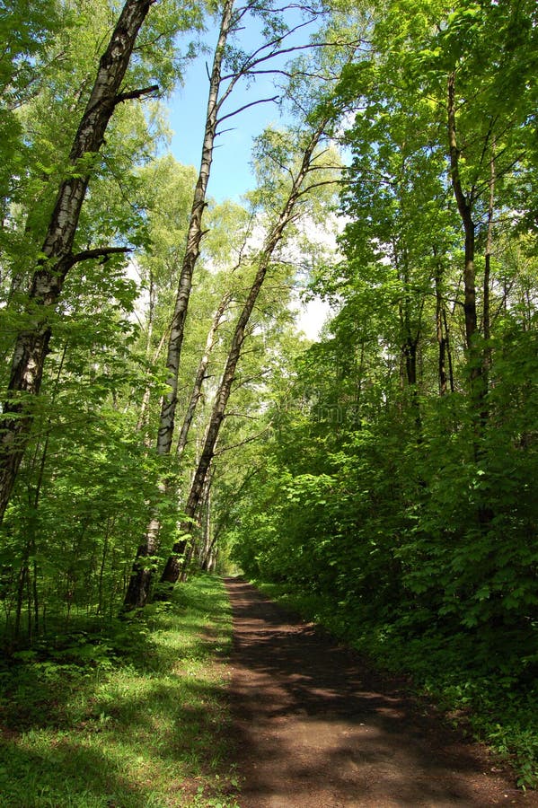 Summer forest stock photo. Image of wood, forest, nature - 5254498