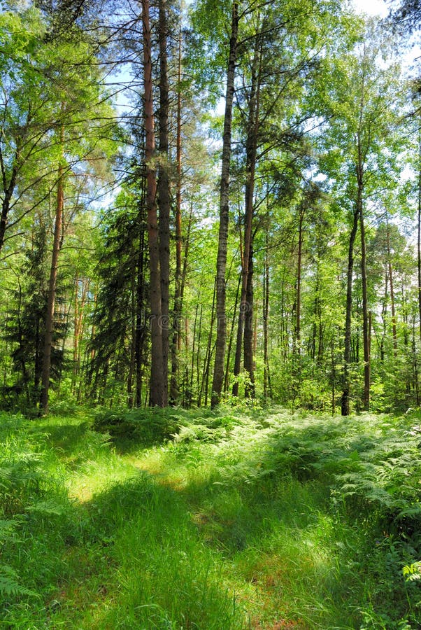 Summer Forest Picture. Image: 5969851