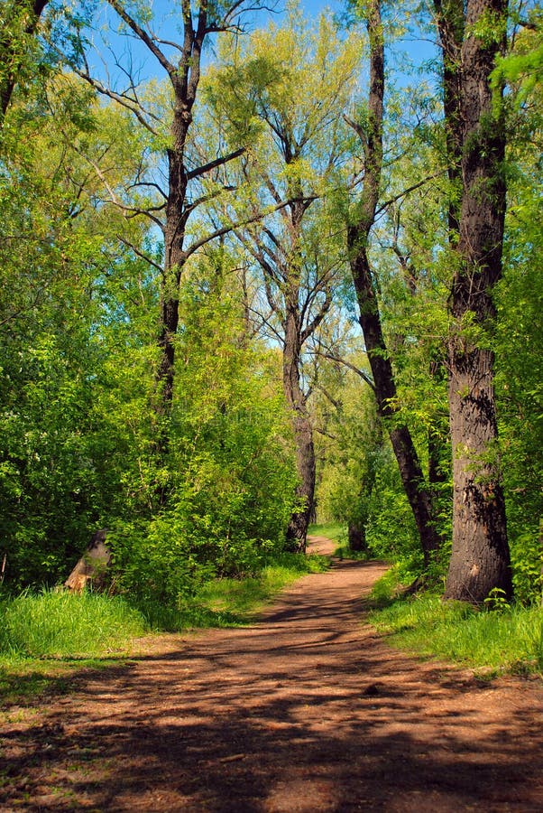 Summer Forest Picture. Image: 9755024