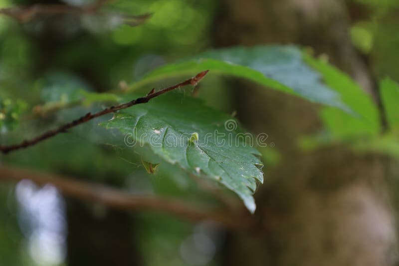 Summer forest atmosphere stock photo. Image of woodland - 280999230