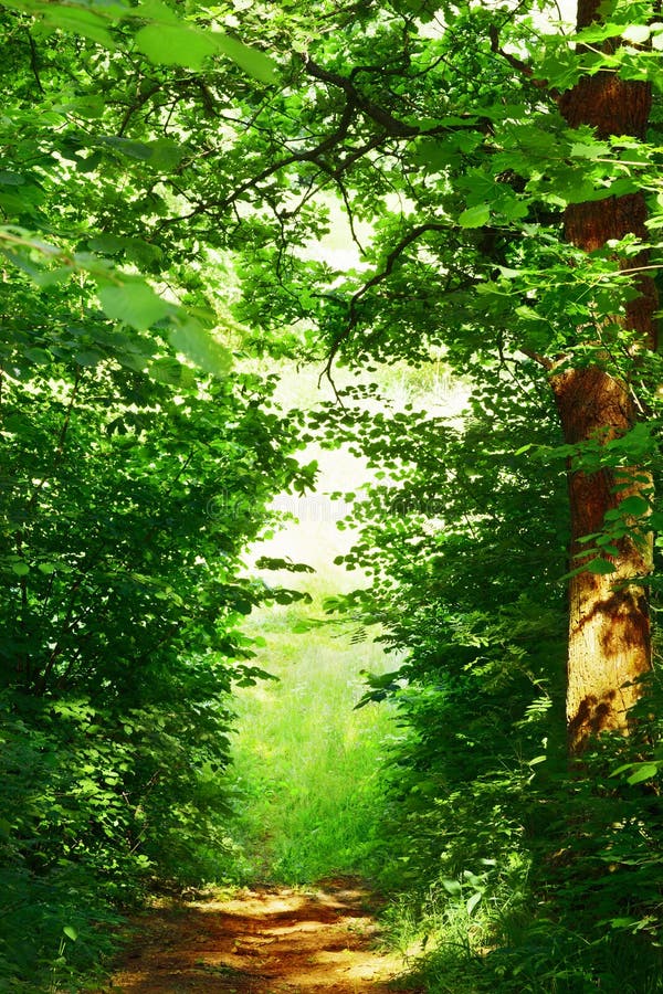 Summer forest stock image. Image of grass, reserve, green - 41930037