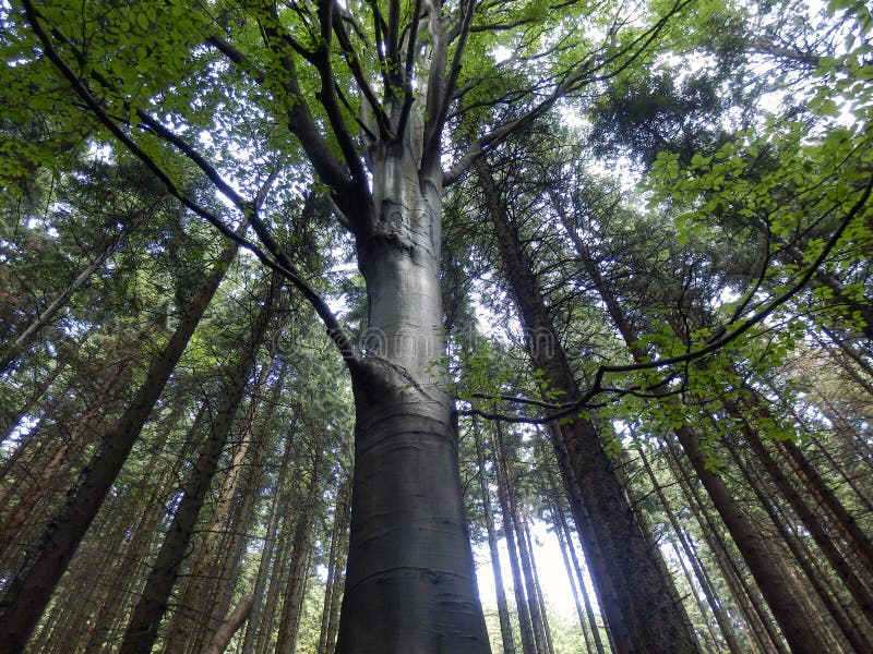 Summer Forest from Bottom View Stock Image - Image of beskydy, color ...