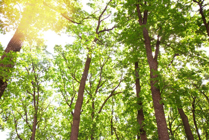 Summer forest bottom view stock photo. Image of birch - 209845946